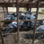 Monkey Catcher | Safe Resue Team | Monkey Catcher Services