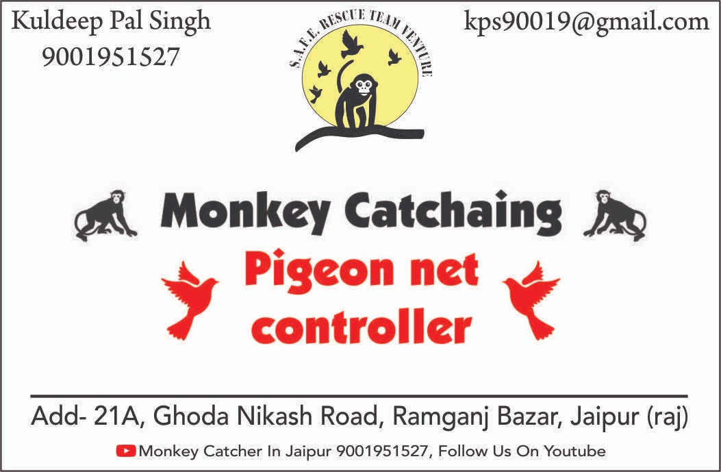 Monkey Catcher | Safe Resue Team | Monkey Catcher Services