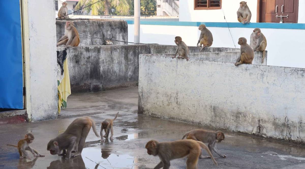 Terror Of Monkey Caught 2025 - Safe Rescue Team